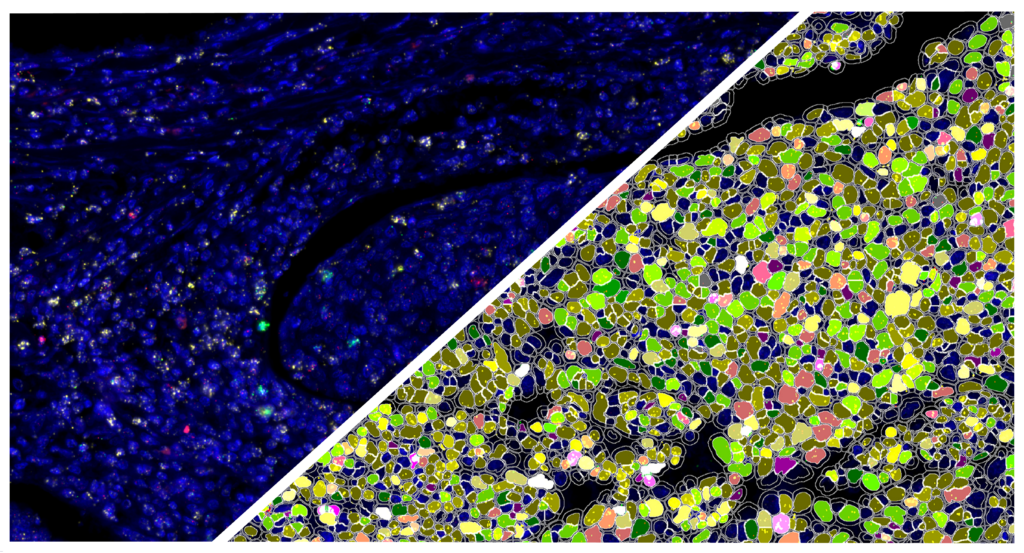 FISH (RNAscope™) - Indica Labs