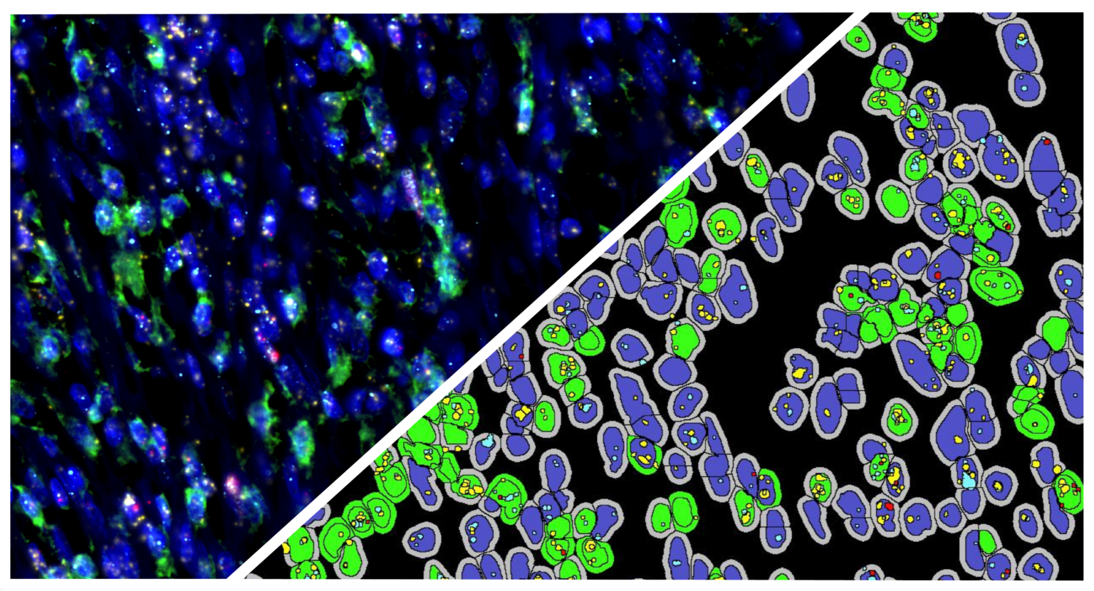 FISH-IF - Indica Labs