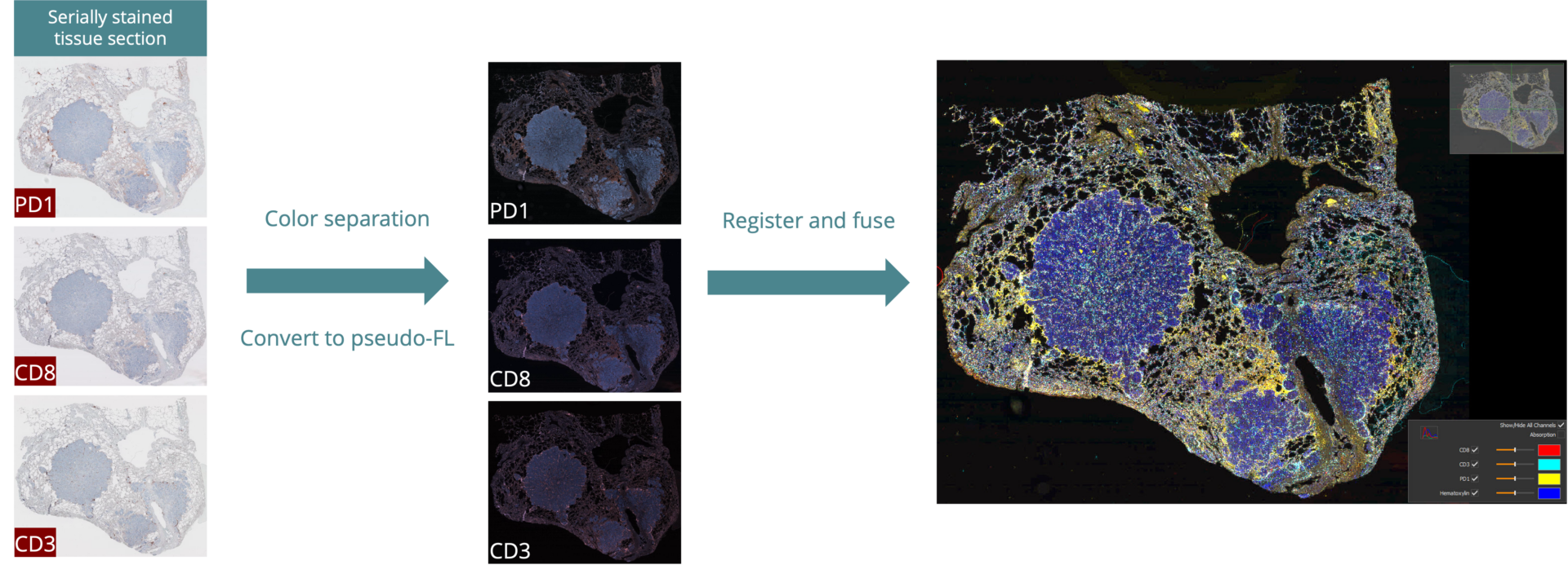 Serial Section Analysis Add-on - Indica Labs