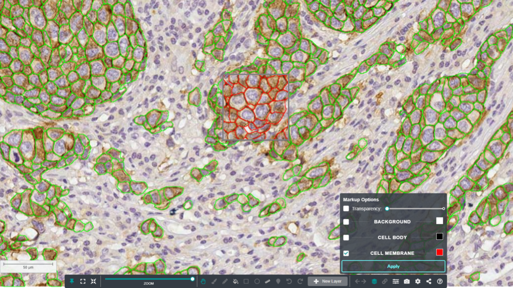 Interactive Markup Images: Providing a Dynamic Look at HALO® Analysis ...
