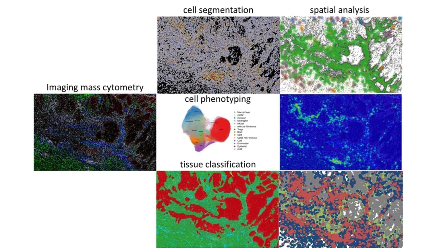 Highly multiplexed imaging reveals CAF-immune cell niches in cutaneous ...